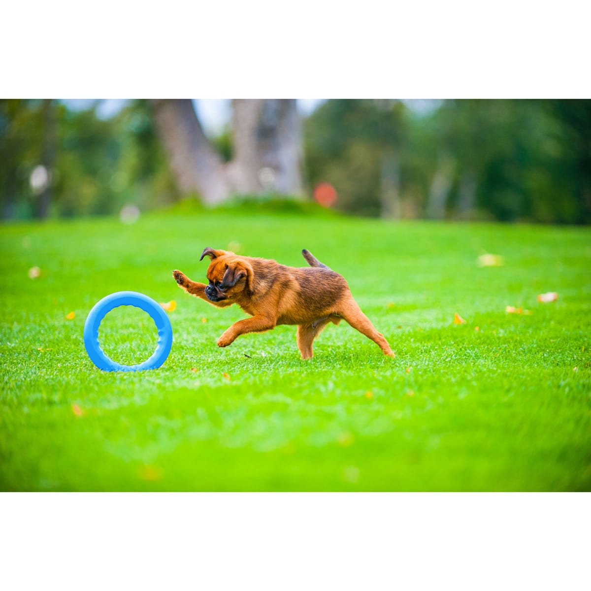 PitchDog Ringo Pierścień do Aportowania dla Psa Zabawka 20cm Niebieska ...